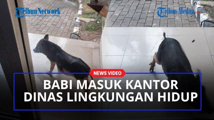 Bikin Heboh, Seekor Babi Masuk Kantor Dinas Lingkungan Hidup DKI ... Bikin Heboh, Seekor Babi Masuk Kantor Dinas Lingkungan Hidup DKI ...